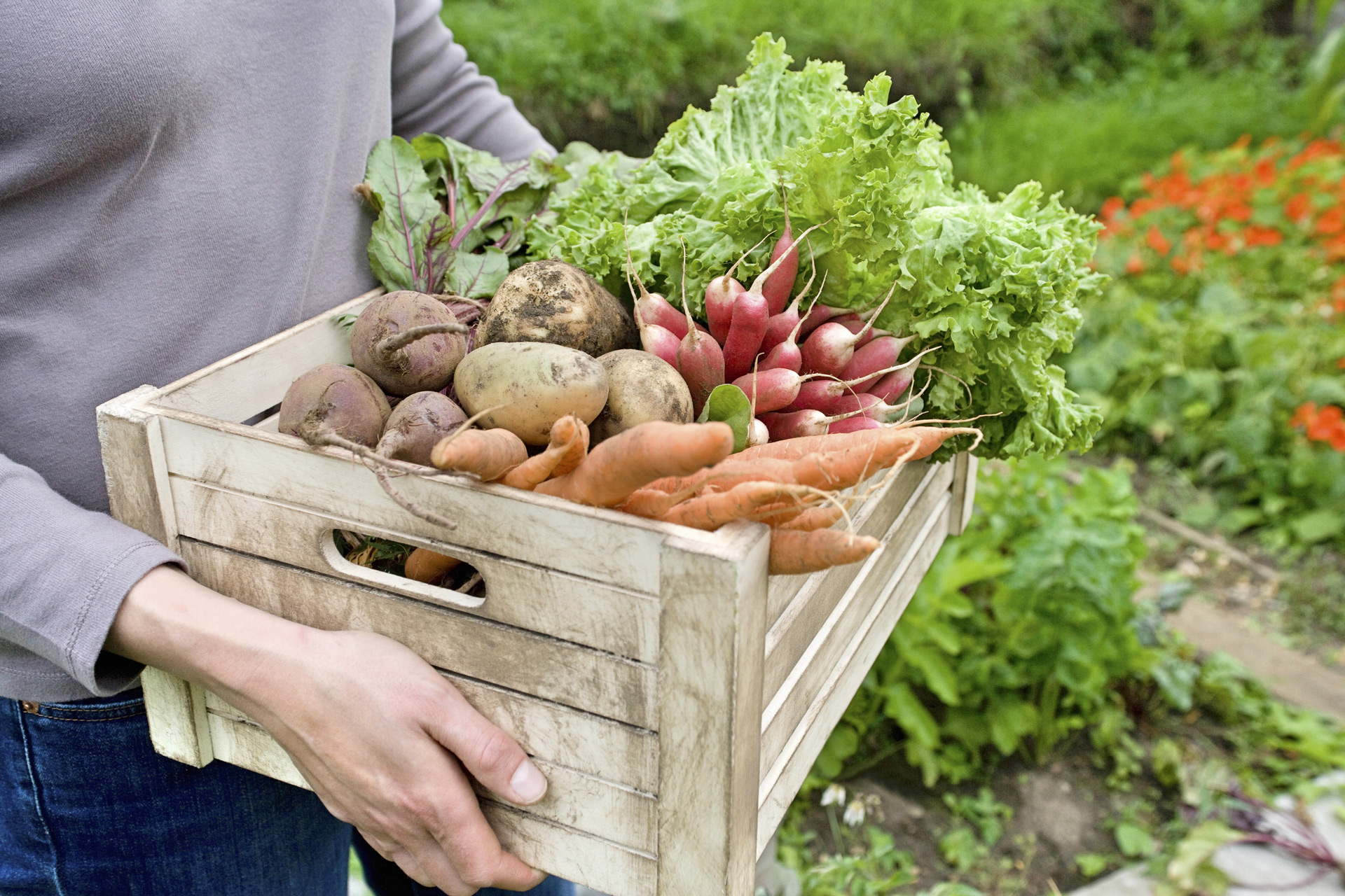 Je eigen moestuin starten doe je met deze tips en tricks